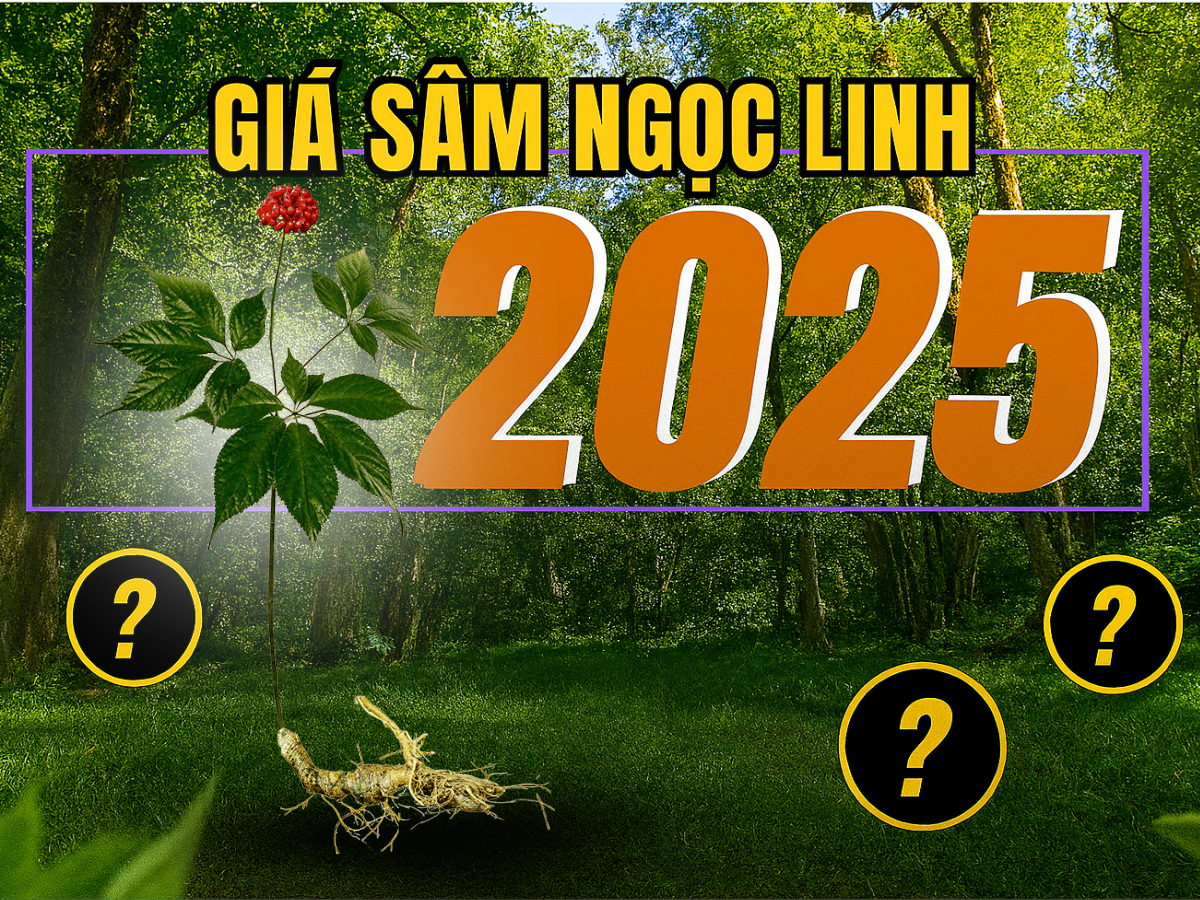 Giá sâm Ngọc Linh mới nhất 2025
